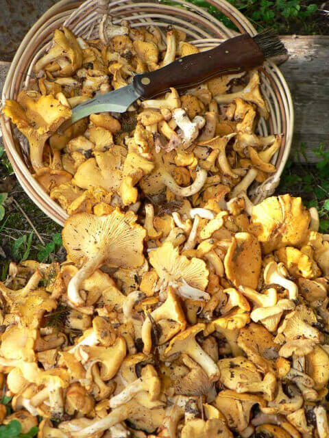 Recette des girolles à la savoyarde - Tourisme Annecy